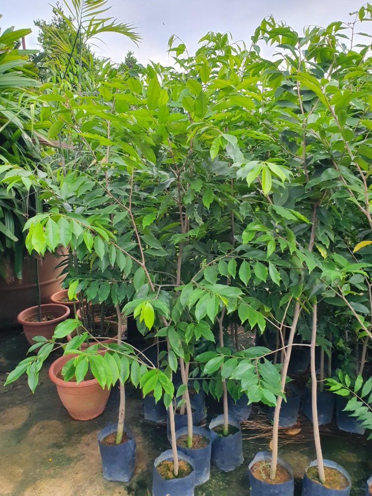 Agarwood Trees – Biology, Characteristics & Classification